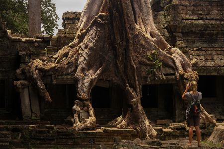 Tree Roots Angkor Wat